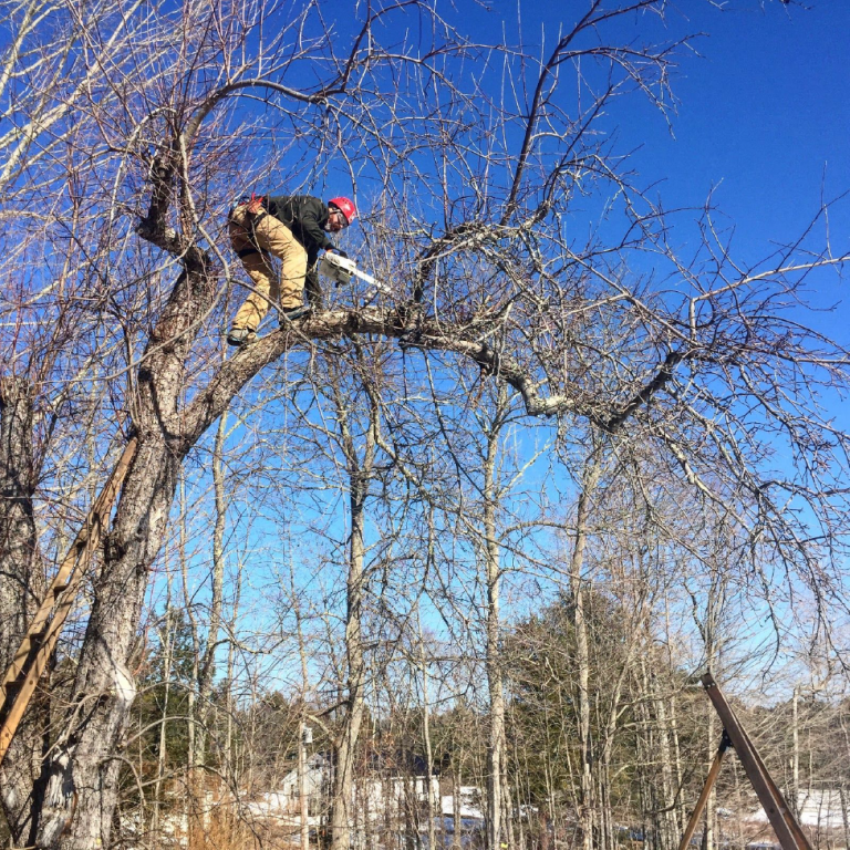 About the Farm – Daisychain Farm