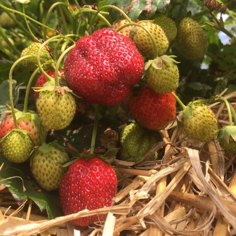 About the Farm – Daisychain Farm