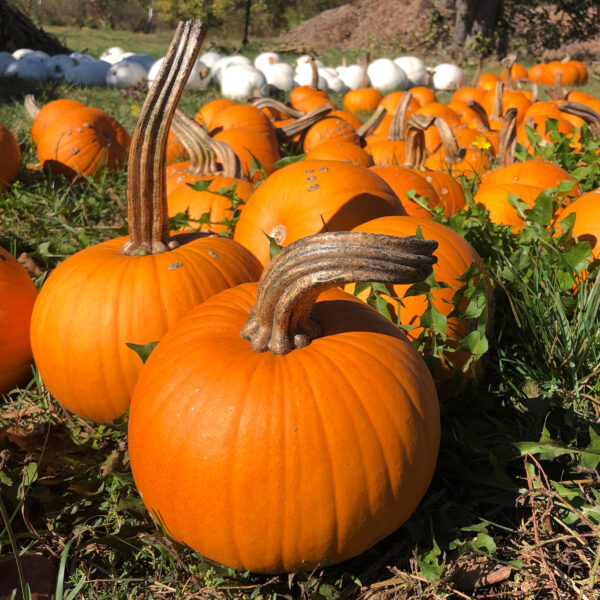 About the Farm – Daisychain Farm